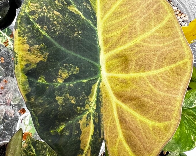 Aurea Variegated Alocasia Regal Shield Corms - Etsy