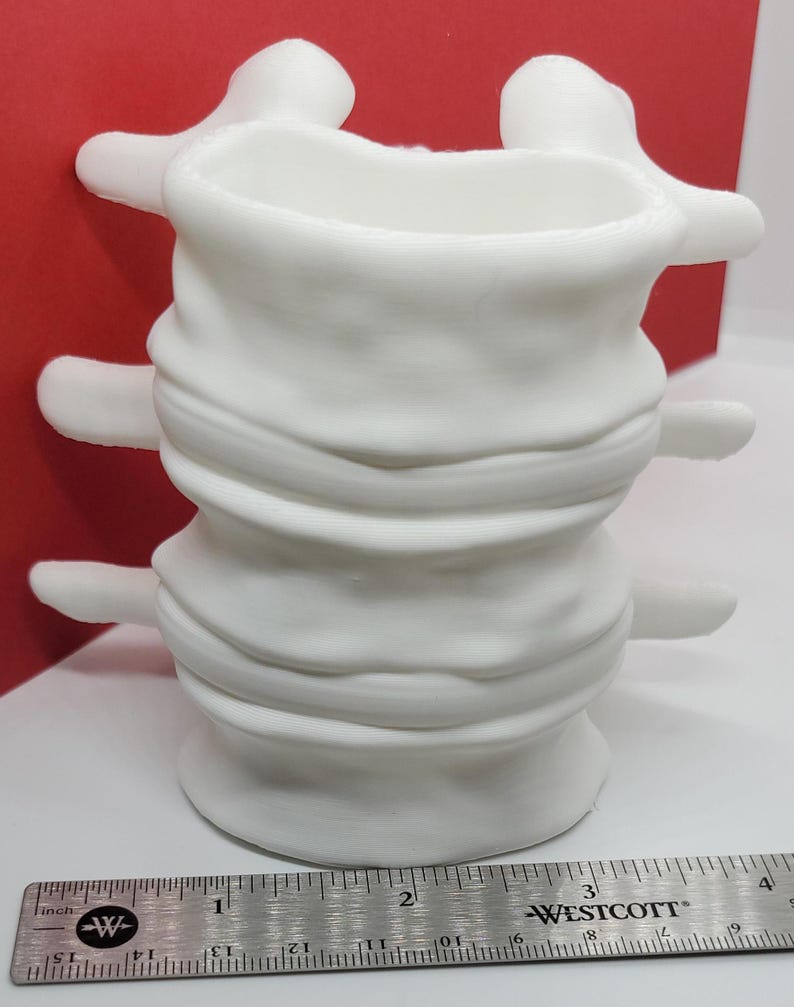 Lumbar Spine Holder, Lumbar Spine Replica, Lumbar Spine Pen Holder ...