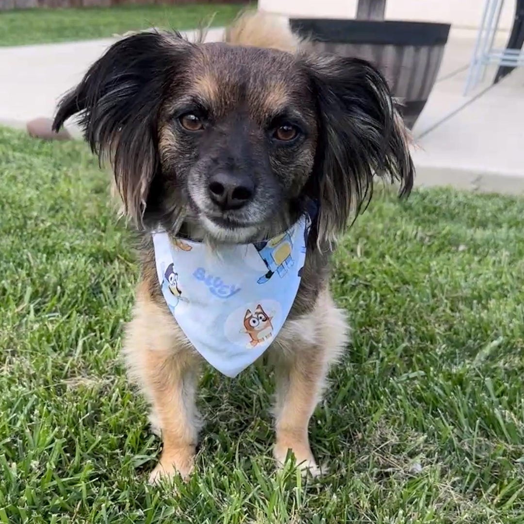 Bluey and Bingo Reversible Scrunchie Dog Bandana – Size Small | 11–13 ...