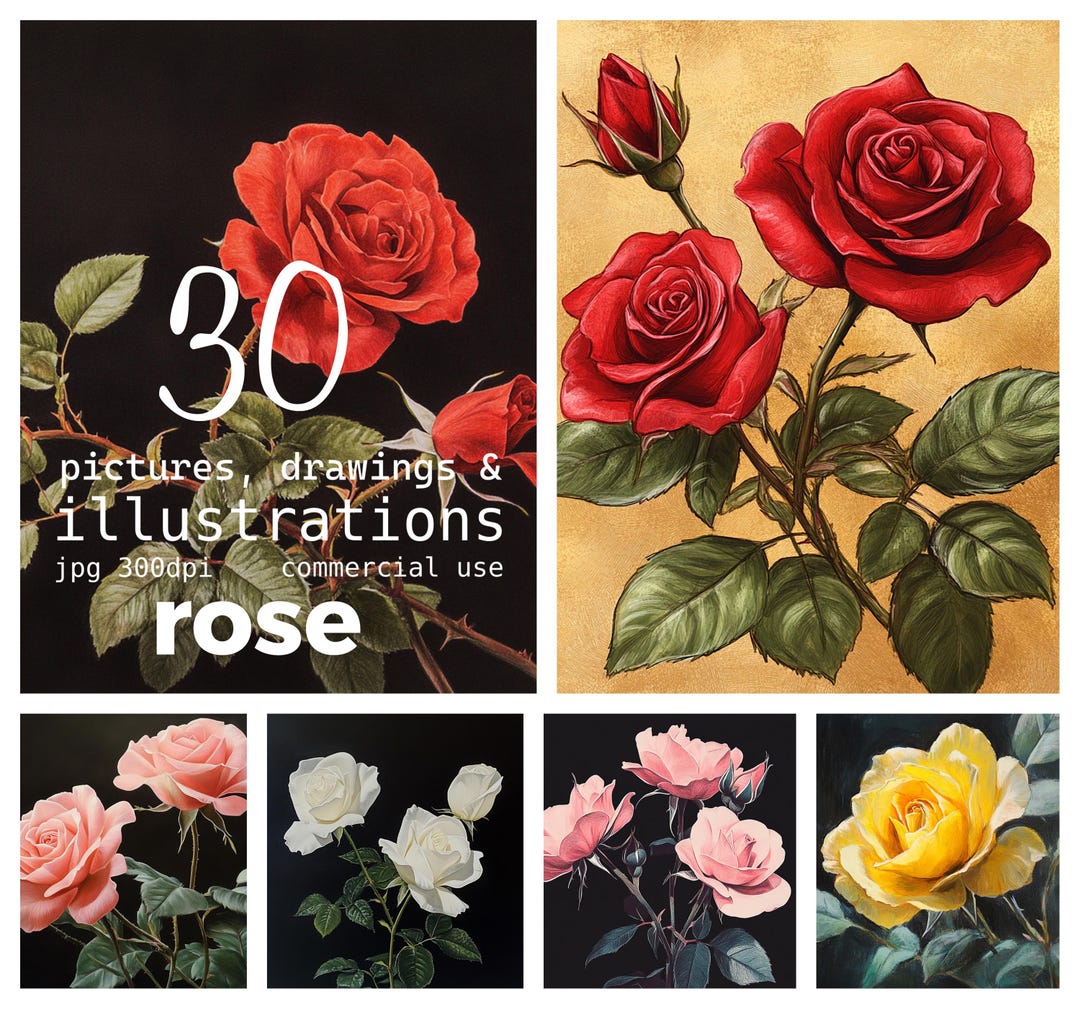 30 JPEG Drawings a Sketches Rose Flower Plant Commercial Use Digital ...