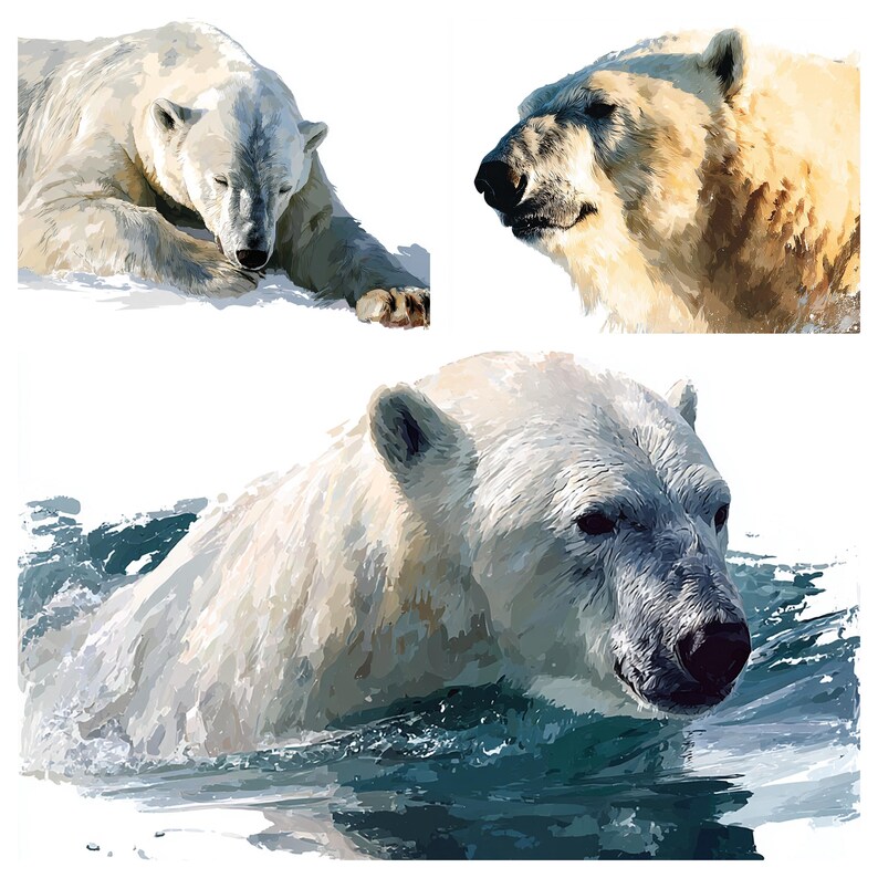 Watercolor Polar Bear Clipart: 82 PNG Illustrations (commercial Use ...