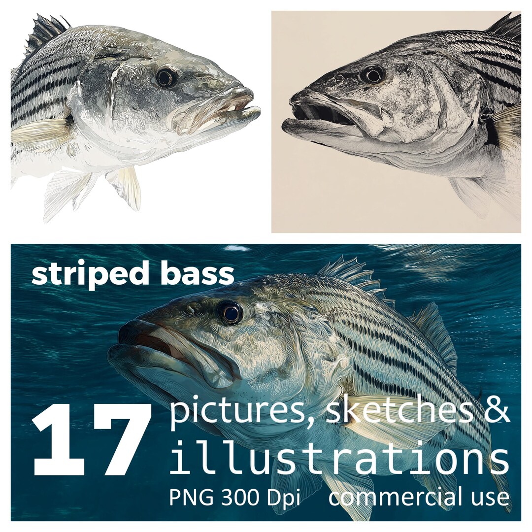 17 PNG Illustrations, Sketches and Drawings of Striped Bass Striper ...