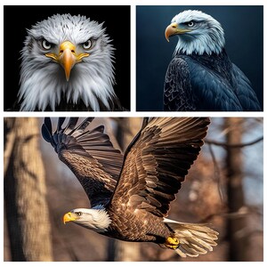 Bald Eagle Illustrations: 50 PNG Clipart Graphics (digital Download) - Etsy