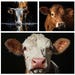 Cow Illustrations: Farm Animal PNG Clipart, Commercial Use (digital ...