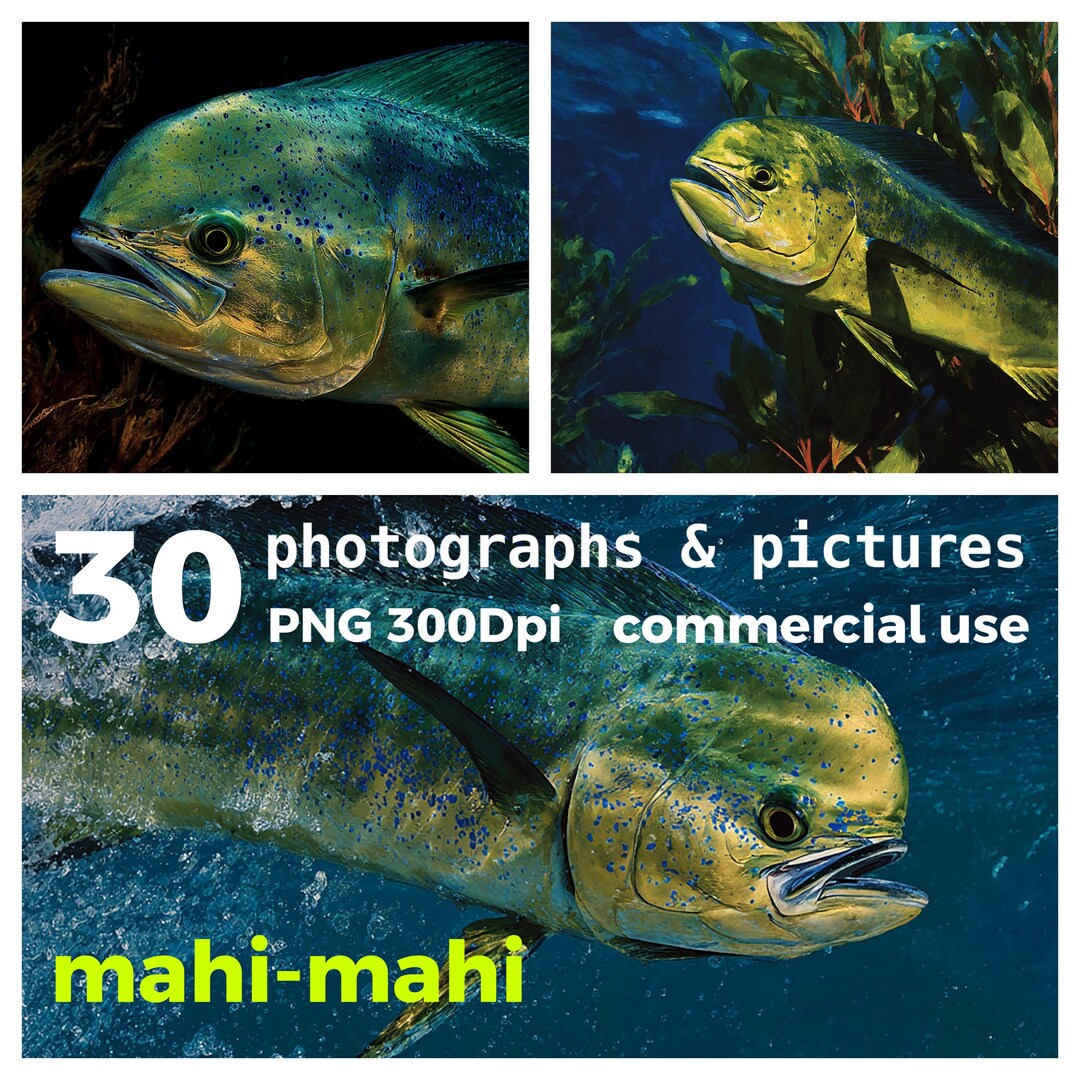 30 PNG Pictures and Photos of Mahi Mahi Coryphaena Dorado Dolphin Fish Fishing Saltwater Fishing ...