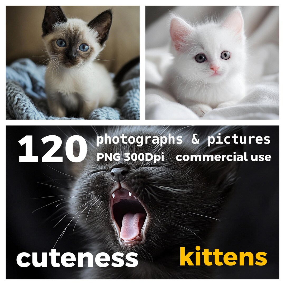 120 PNG Pictures and Photos of Cute Kitten for Children Kids Animal ...