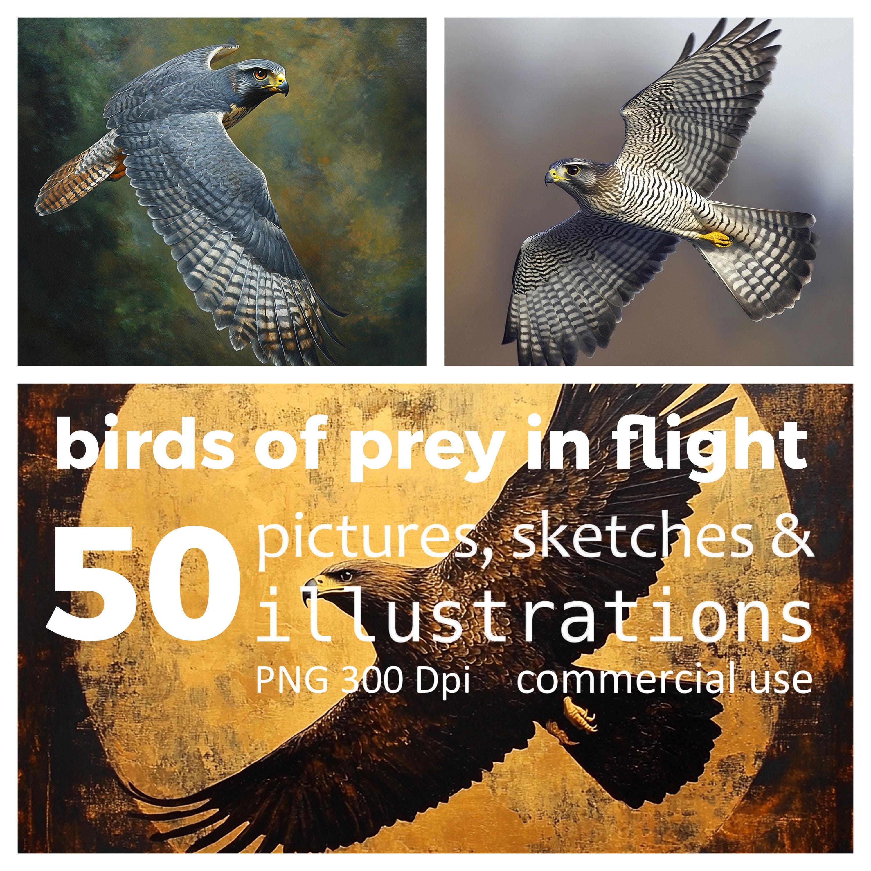 50 Birds of Prey PNG Clipart: Hawk, Eagle, Falcon (commercial Use ...