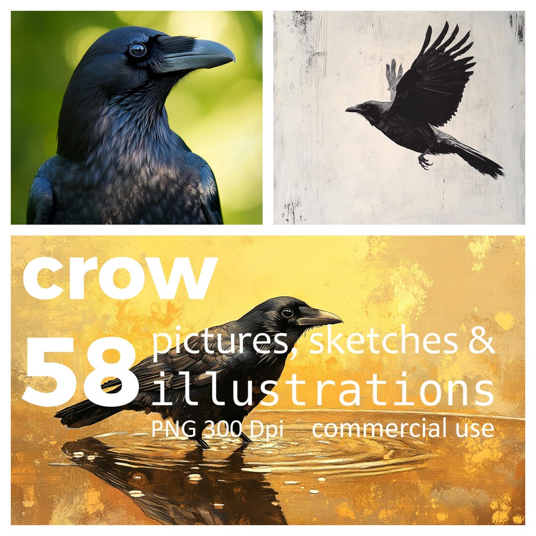 58 PNG Pictures and Photos of Crow Bird Birdwatching Animal Theme ...