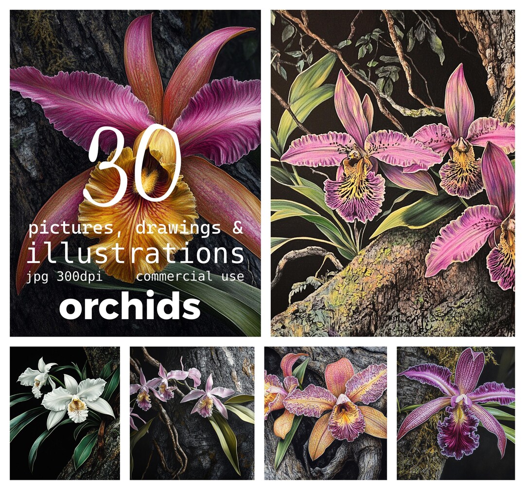 30 JPEG Drawings a Sketches Orchid Flower Plant Commercial Use Digital ...