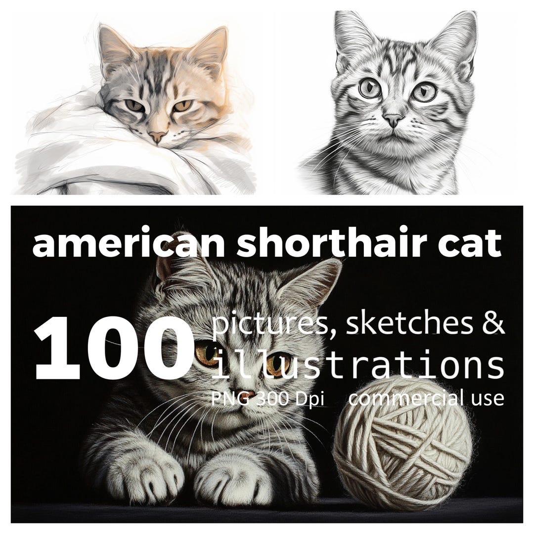 100 PNG Illustrations, Pictures and Drawings of American Shorthair Cat ...