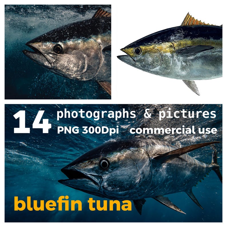 Bluefin Tuna Fish Photos: Saltwater Fishing PNG Clipart (digital ...