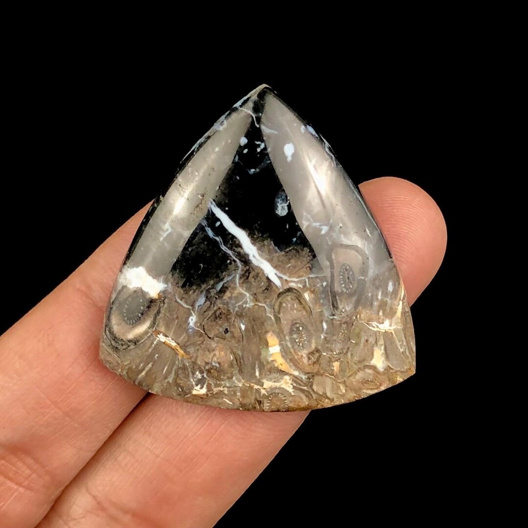 Cabujón de raíz de palma fósil: piedra preciosa pulida para joyería ...