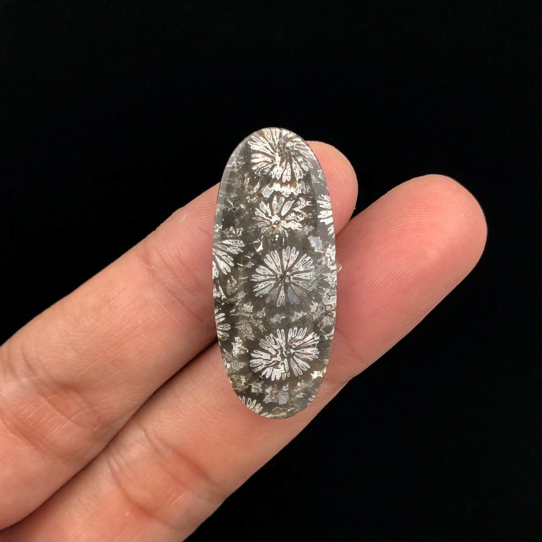 Natural Coral Fossil Cabochon | Unique Ancient Beauty for Jewelry - Etsy