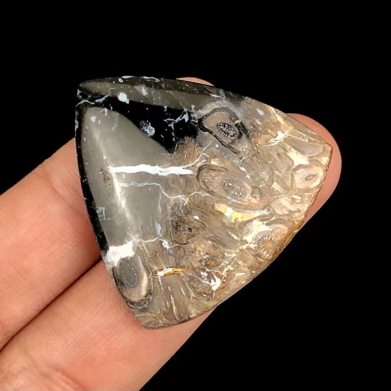 Cabujón de raíz de palma fósil: piedra preciosa pulida para joyería ...