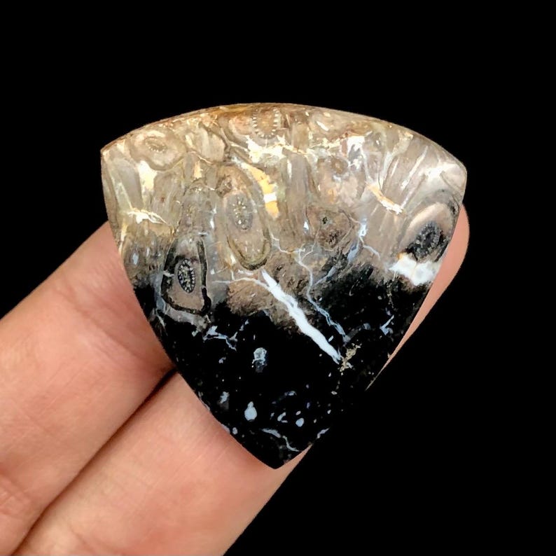 Cabujón de raíz de palma fósil: piedra preciosa pulida para joyería ...