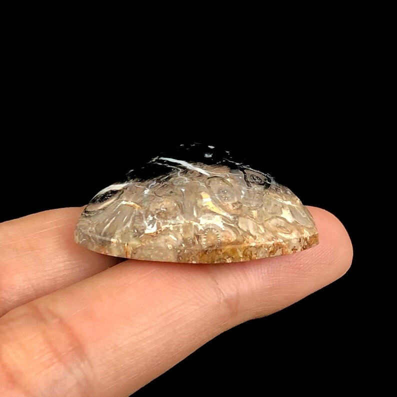 Cabujón de raíz de palma fósil: piedra preciosa pulida para joyería ...
