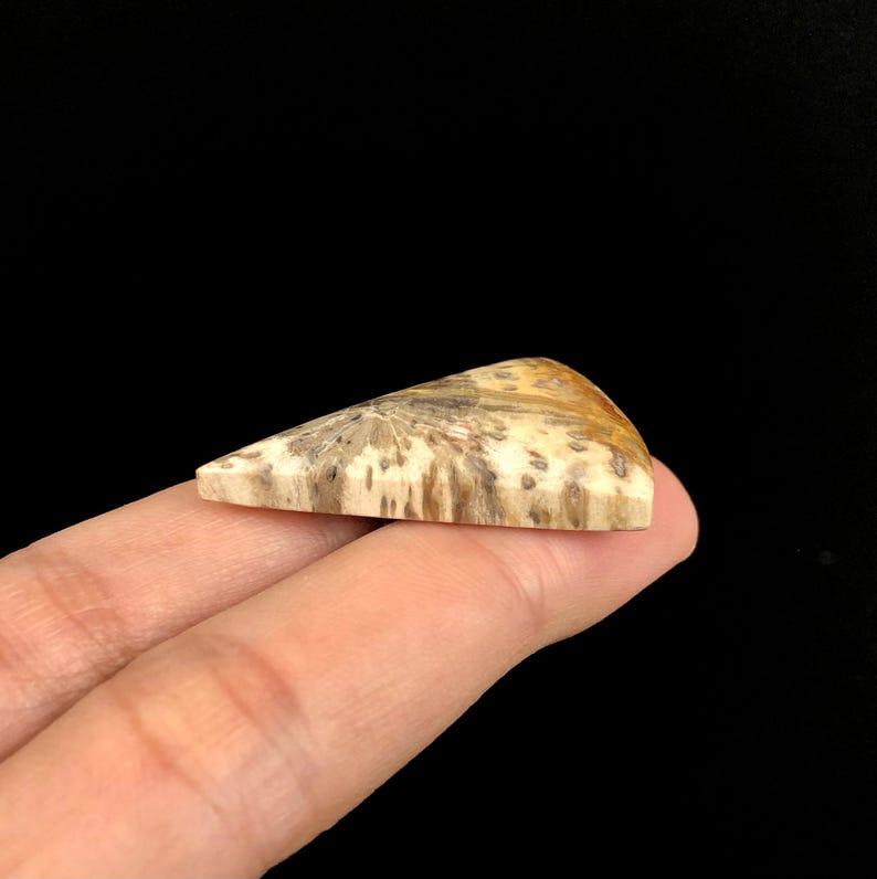 Natural Fossil Petrified Wood Cabochon | Unique Gemstone for Jewelry ...