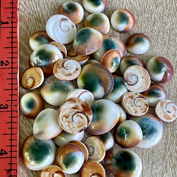 Operculum Jewelry - Etsy