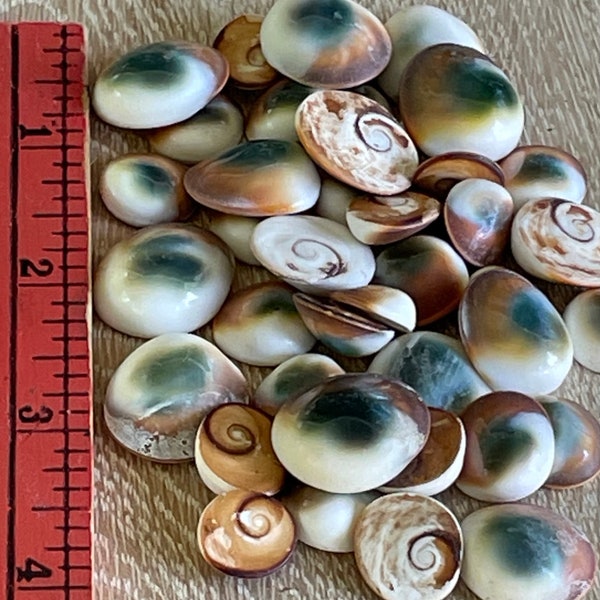 Operculum Shell - Etsy UK