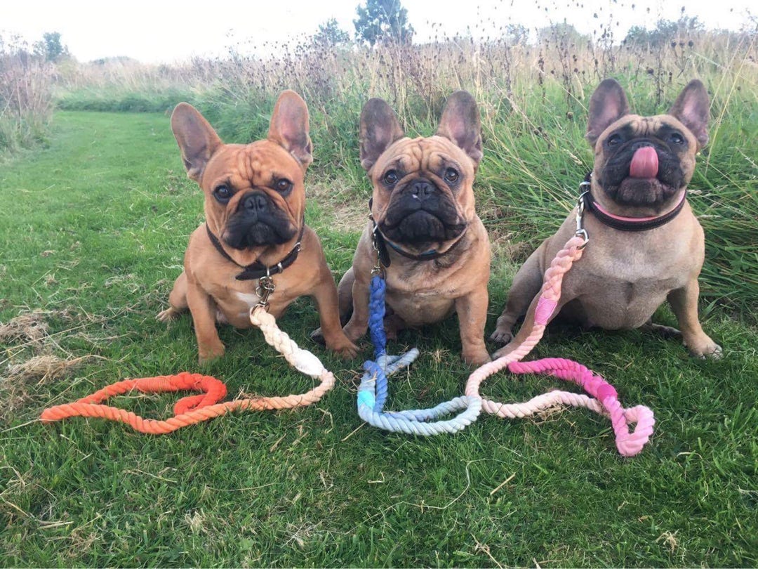 One Colour Ombre Rope Dog Lead / 4 FT / Dog Leash / One Colour - Etsy