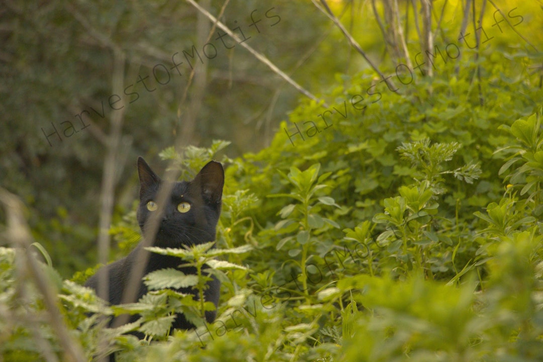Curious Cat in Greenery – Shadowy Nature Photo, Cat Photography, Pet ...