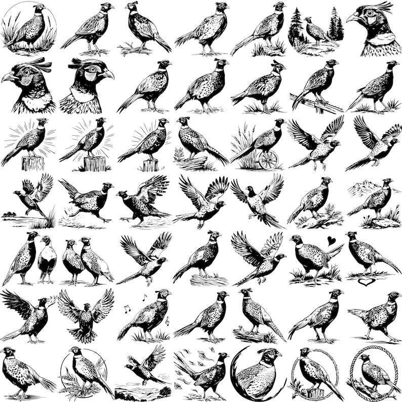 170+ Pheasant Svg, Dxf, Eps, Ai, Pdf, Jpg, Png Bird Grayscale Burn ...