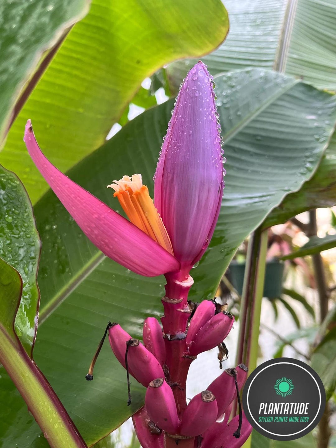 Musa Ornata Purple Banana Live Plant - Etsy
