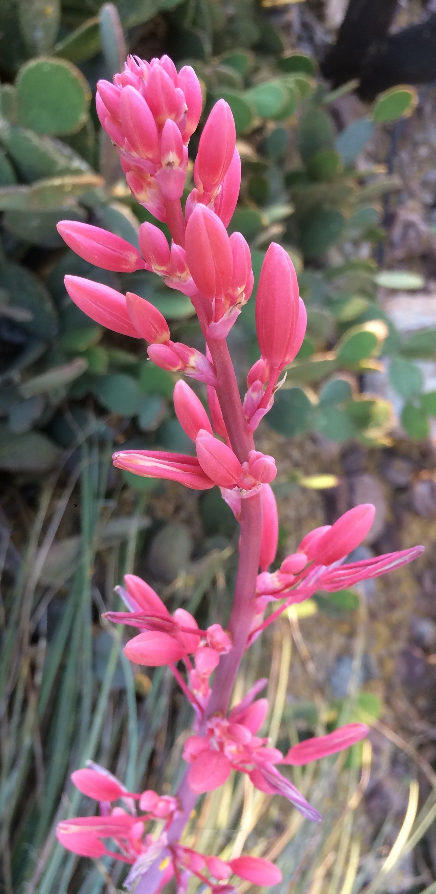 100 Seeds: Pink Yucca Hesperaloe Parviflora Drought | Etsy