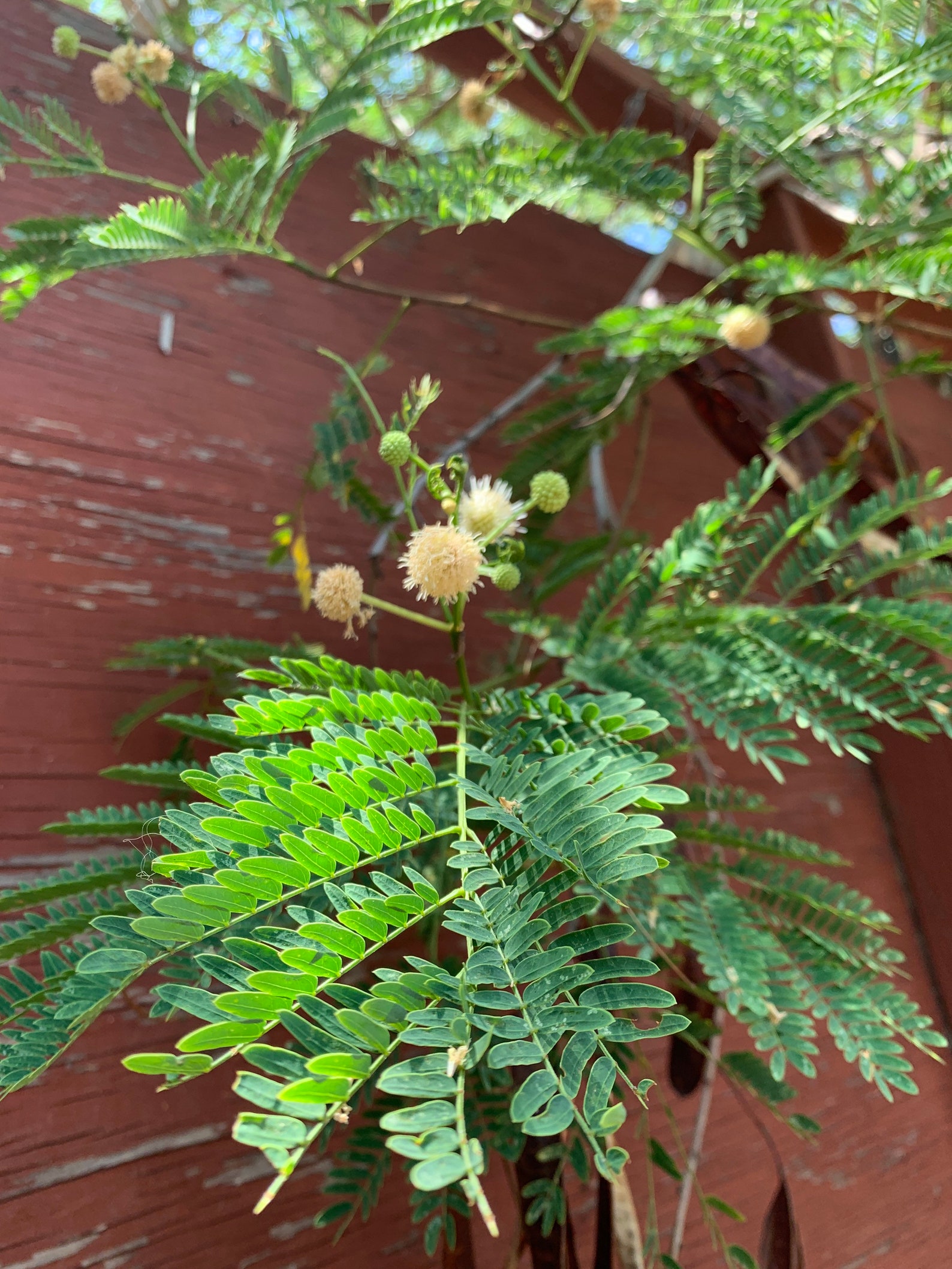Acacia Angustissima Seeds Prairie Acacia White Ball Tree | Etsy