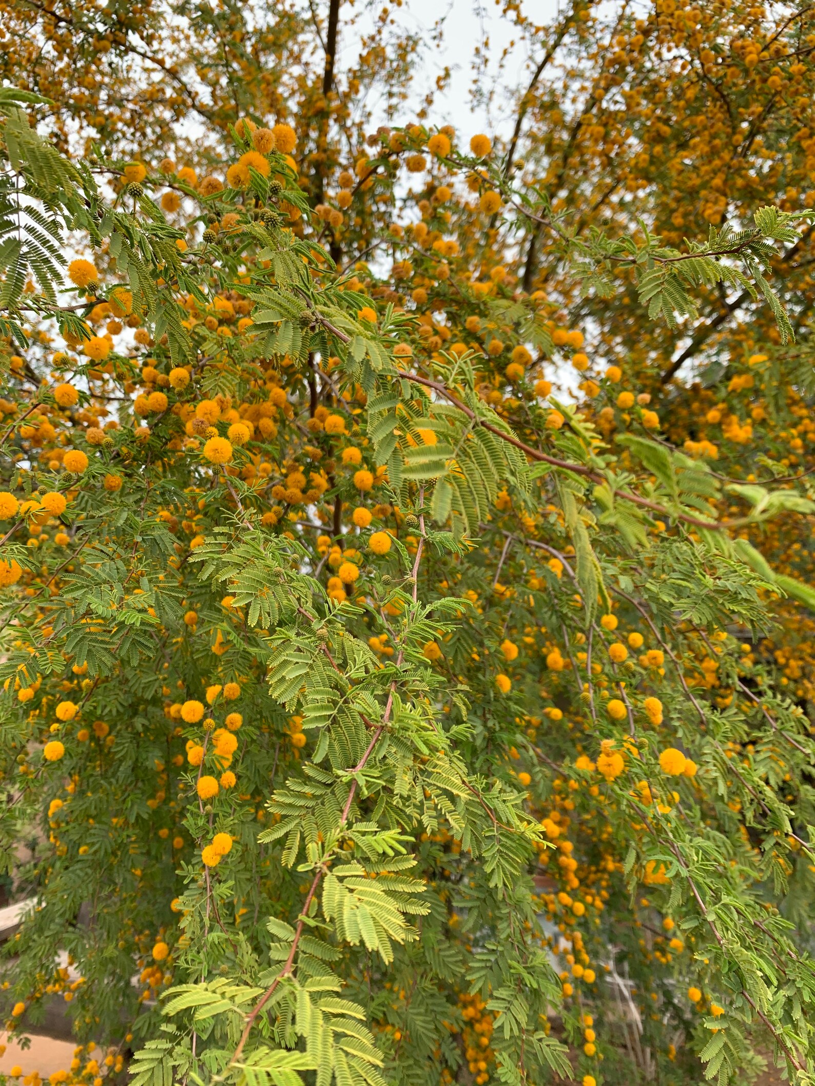 25 Seeds: Sweet Acacia Acacia Farnesiana Smallii Mimosa | Etsy
