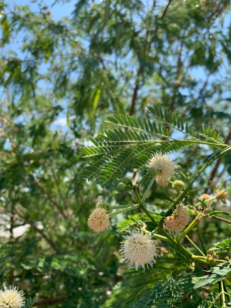 Acacia Angustissima Seeds Prairie Acacia White Ball Tree | Etsy