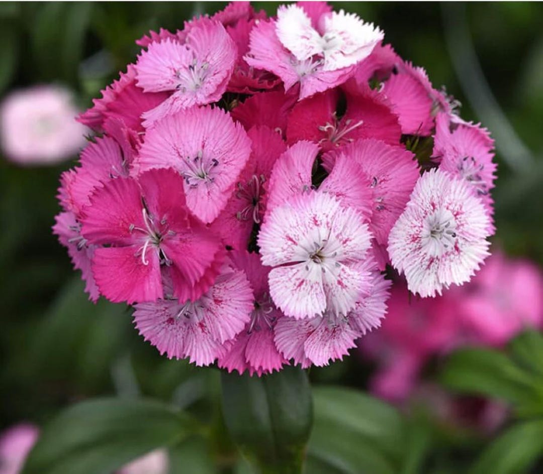 Live Dianthus Carnations, Perennial Flower Bed Edging for Hummingbirds ...