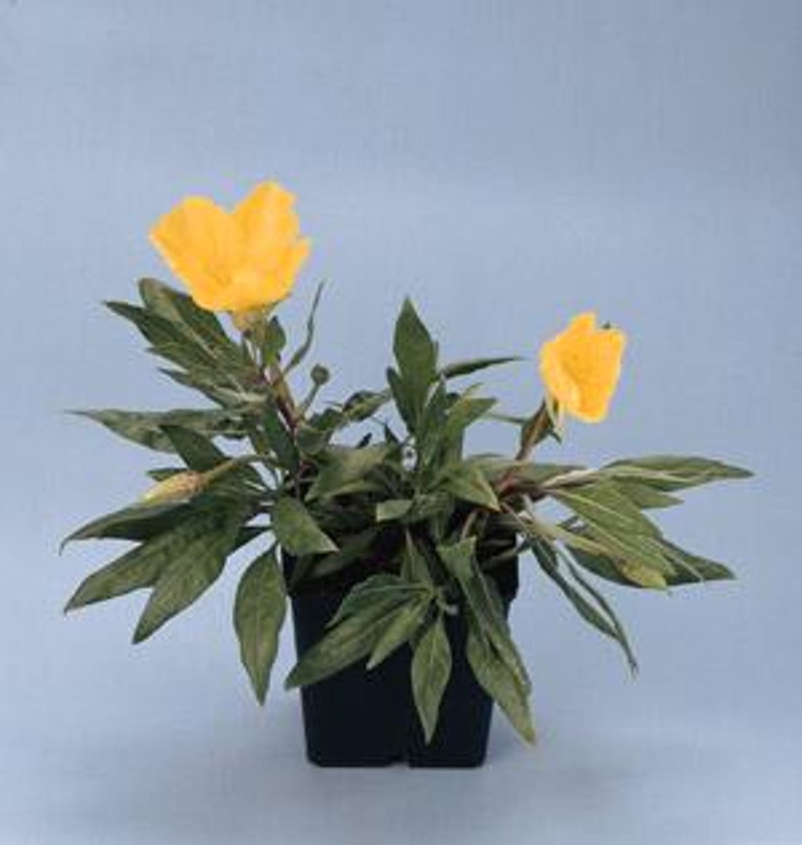 Oenthera 'sundrop' Evening Primrose Plant, Gardenplant Perennial Shade ...