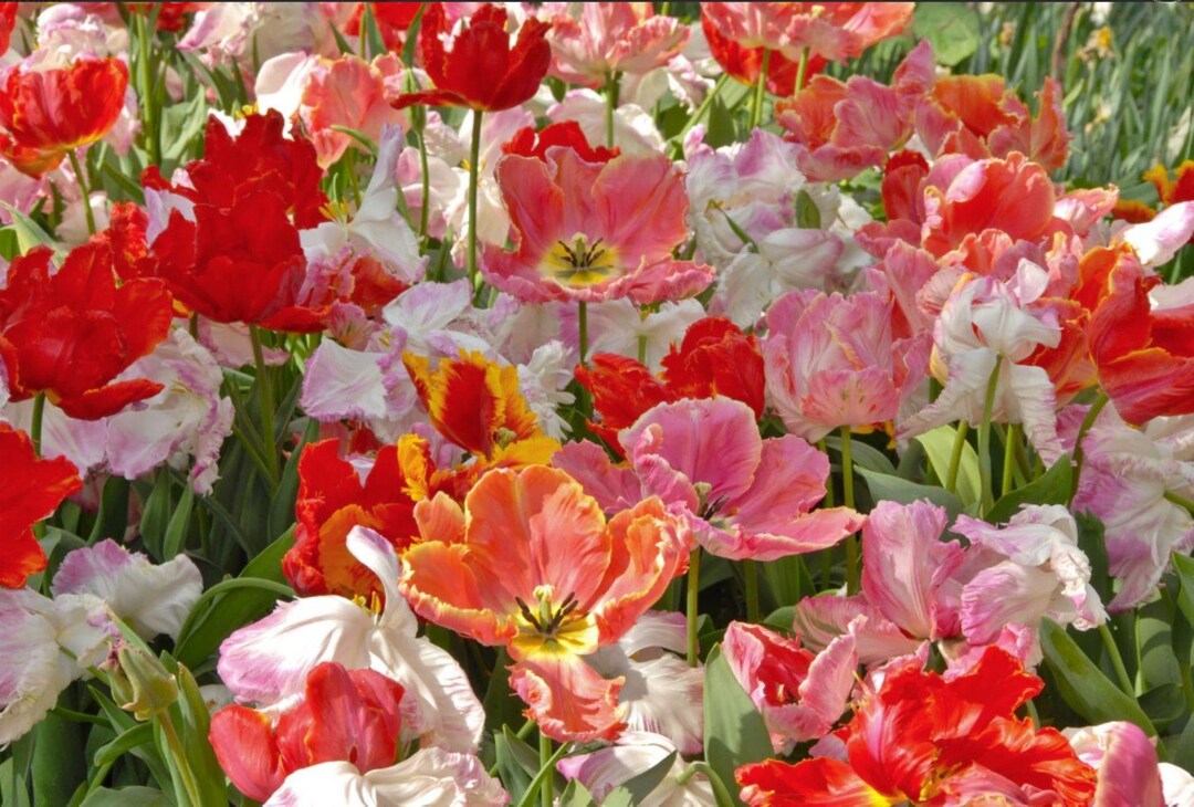 Parrot Tulip Bulbs for Fall Planting - 'san Fran' Mix - Spring Flowers ...