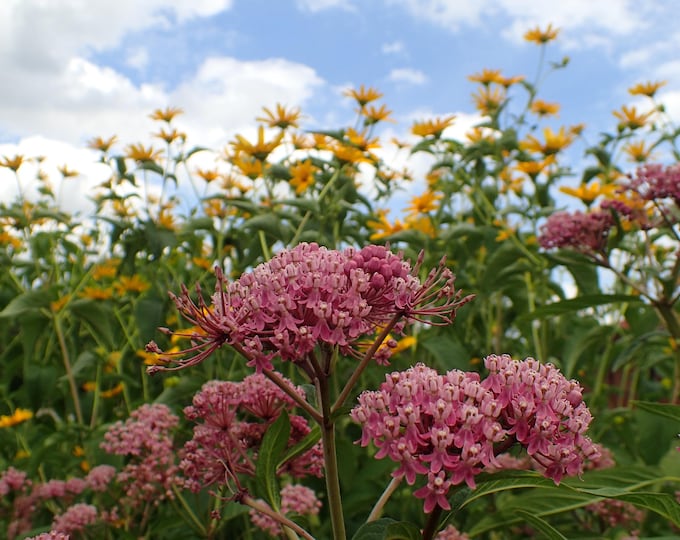 Monarch Butterfly Weed Asclepias Plant, Milkweed Perennial Gardenplant ...