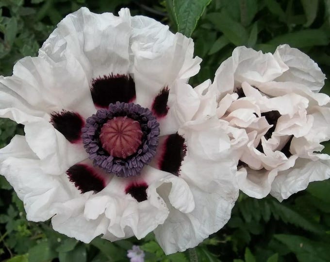 Papaveri Oriental Poppy Plants 'checkers', Gardenplant Perennial ...