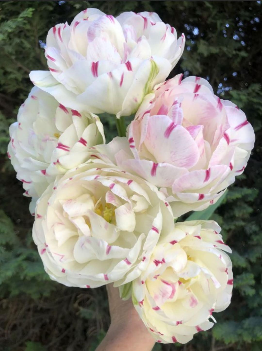 Peony Tulip Bulbs - Perennial Flowerbulb Pastel Mix 'danceline' for ...