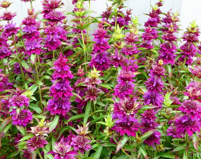 Bergamo Beebalm Monarda Plant, Bee Balm, Live Pollinator Perennial ...