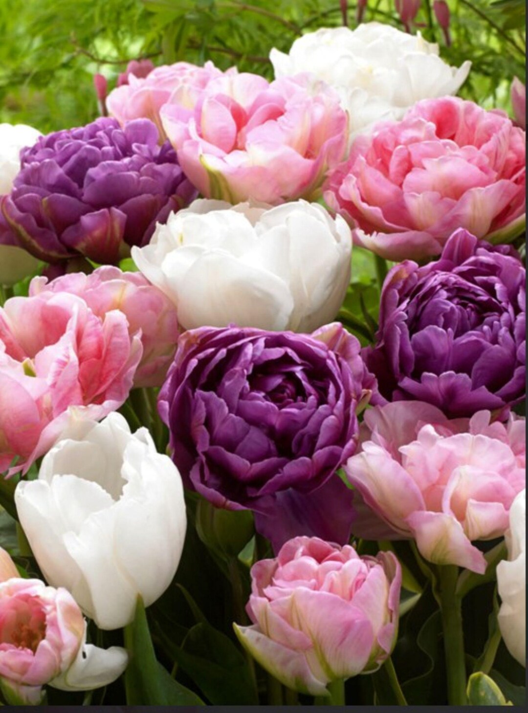 Peony Tulip Bulbs for Fall Planting - Premium Flowerbulbs for Hardiness ...