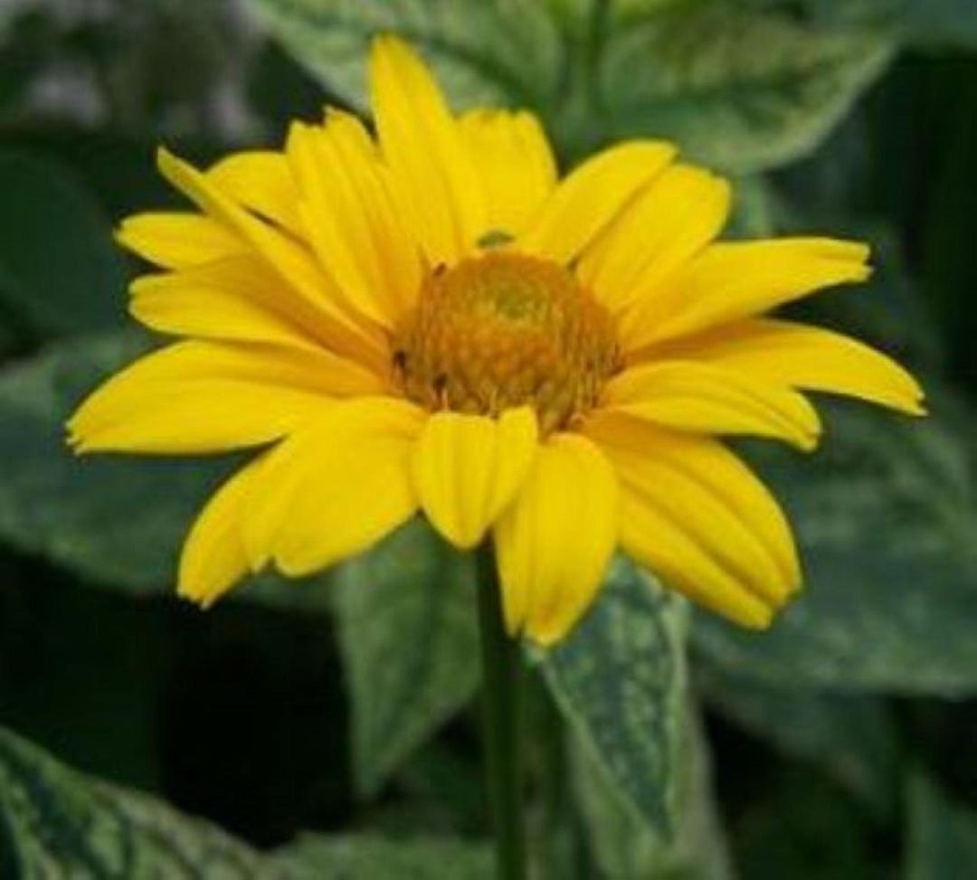 Ox Eye Plants, False Sunflower Perennial Flowers for Hardiness Zone 3-9 ...
