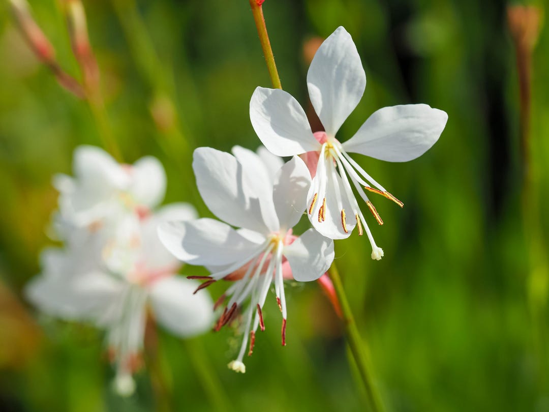 White Gaura ‘the Bride’ Whirling Butterflies Perennial Plants for ...