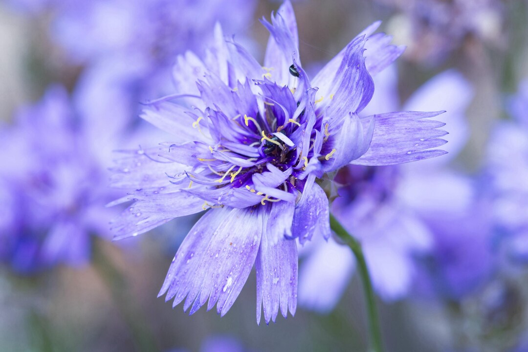 Live Cupid's Dart Plant - Perennial Flowers Catananche Caerulea for ...