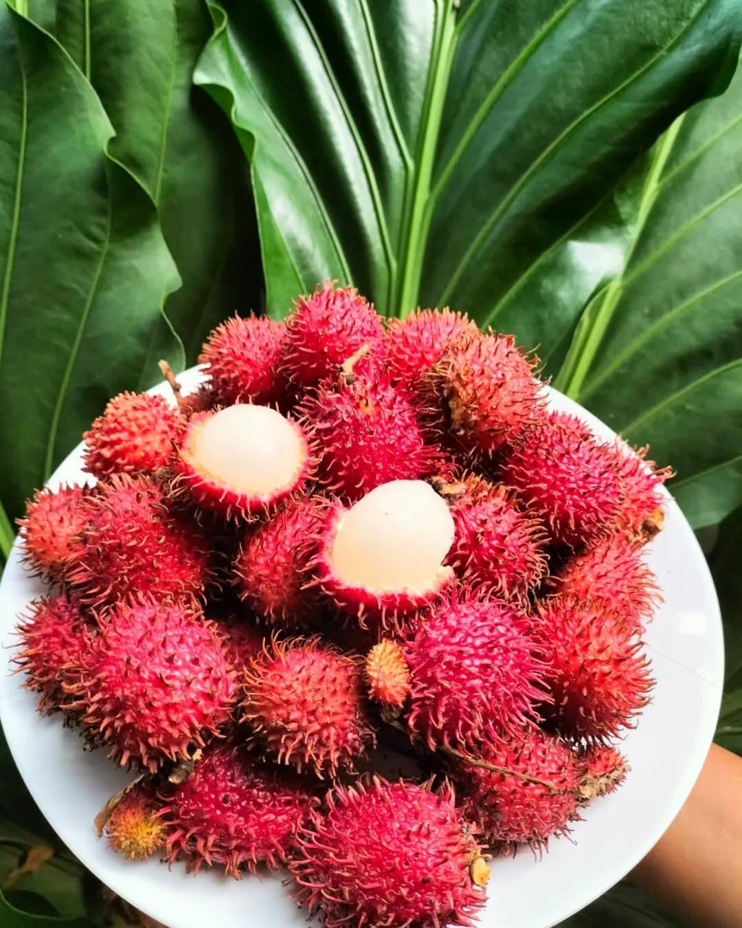 Grafted Rambutan Aceh Fruit Tree, Good Quality - Etsy