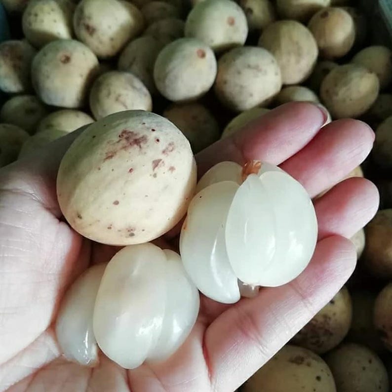 Grafted Langsat Lokong No Seed Fruit Tree, Good Quality - Etsy