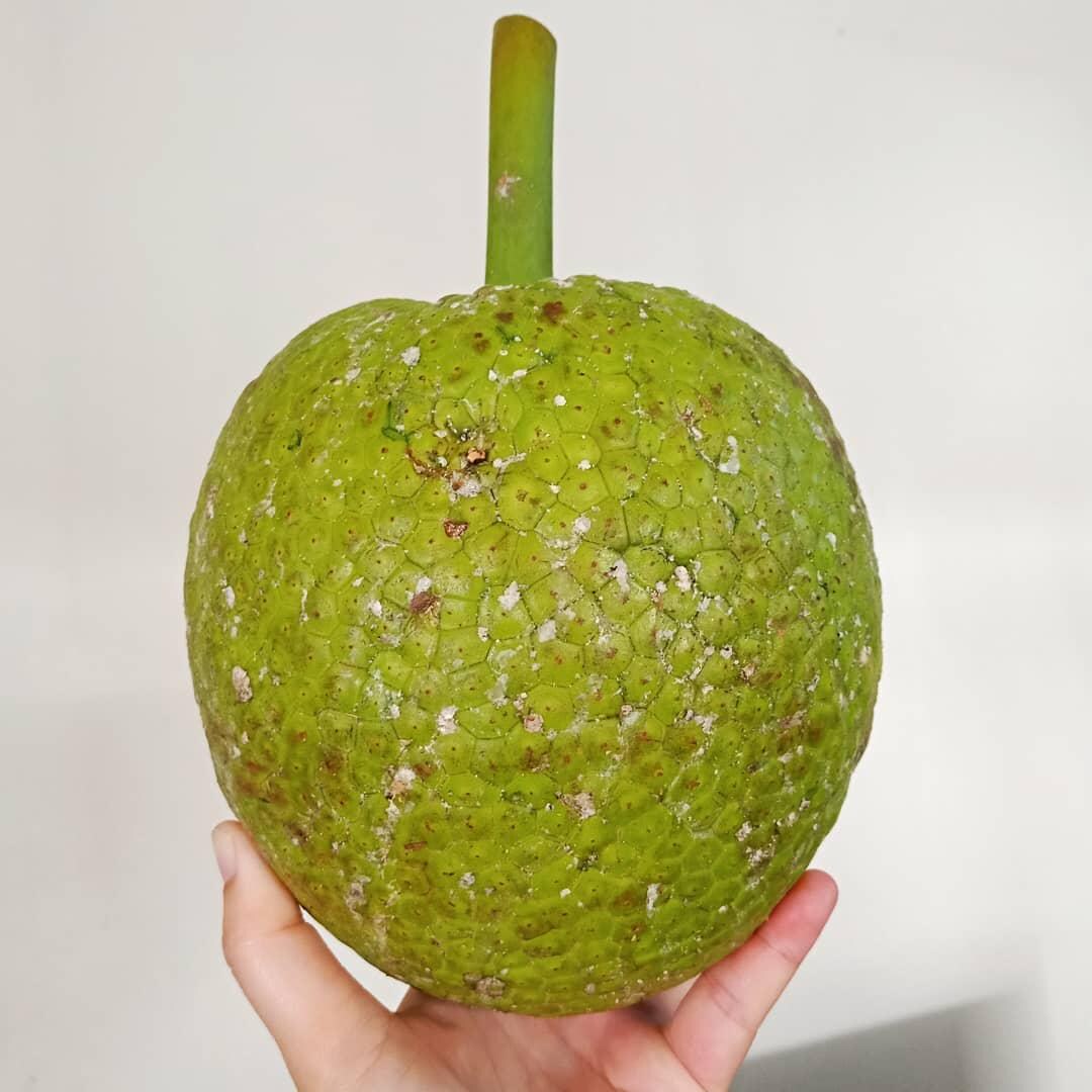 Grafted Breadfruit Fruit Tree, Good Quality - Etsy