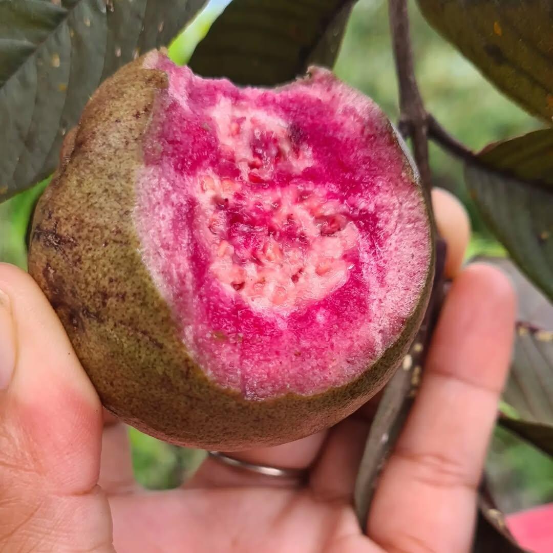 Grafted Australian Guava Fruit Tree, Good Quality - Etsy