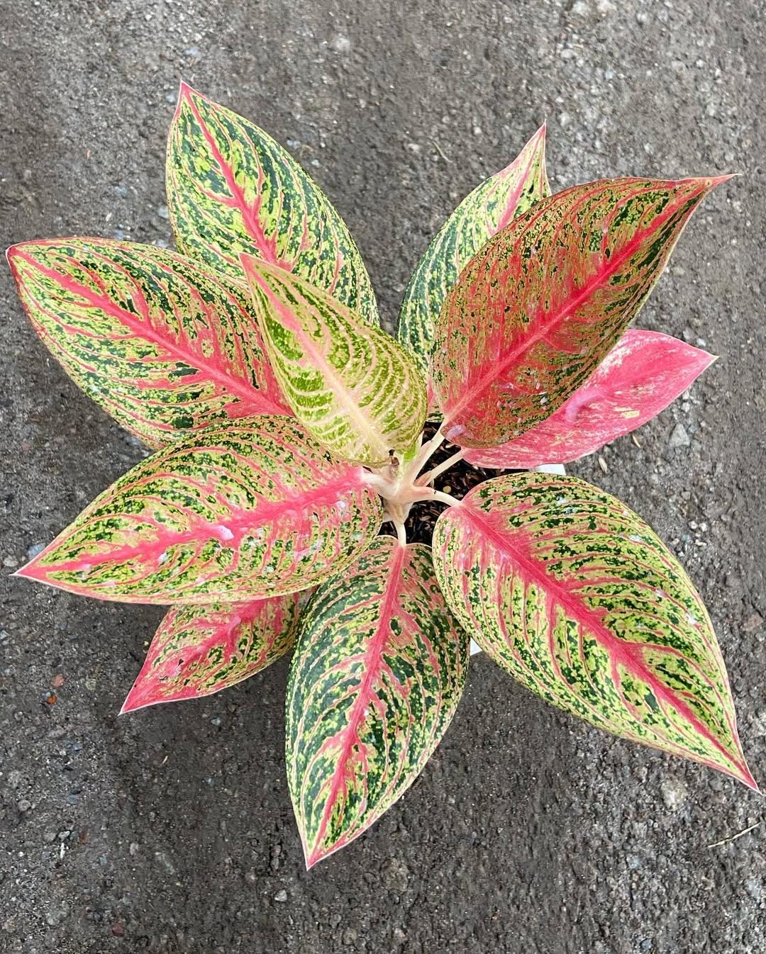 Aglaonema Red Legacy Unique Beautiful Condition - Etsy