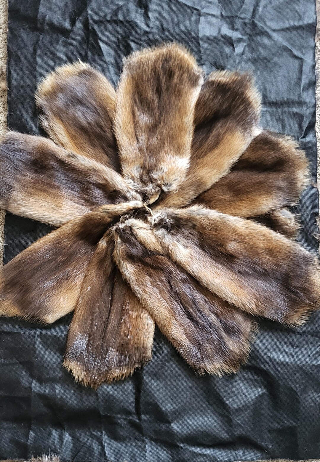 Tanned Muskrat Pelts - Lot of 20 – Premium Quality Fur for Display ...