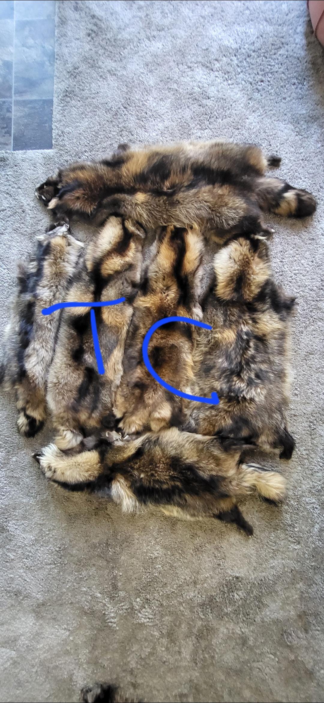 Tanuki, Finn Coon, Raccoon Dog Pelt, Skin, Fur, Hide - Etsy