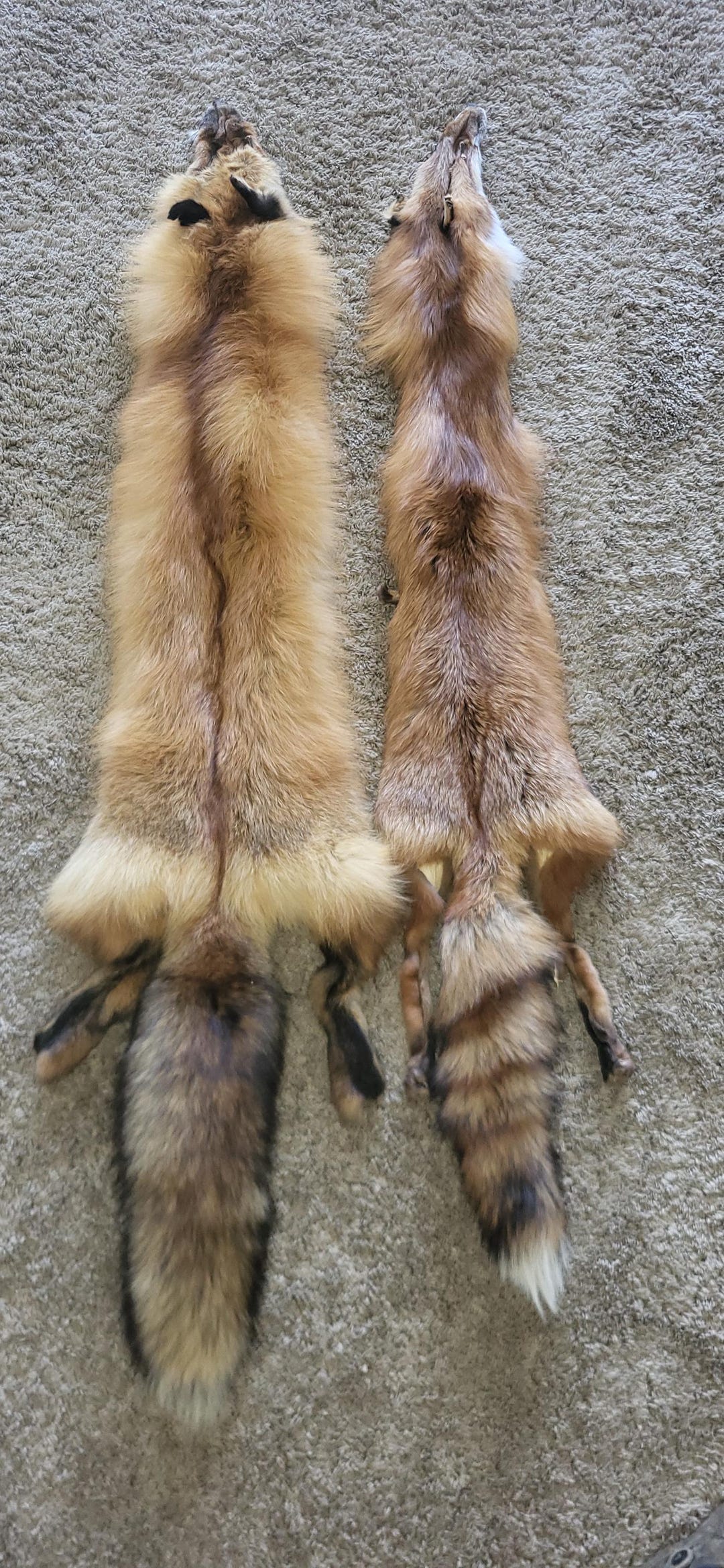 Red Fox Alaskan Pelt – Premium Quality Fur for Display, Crafting ...